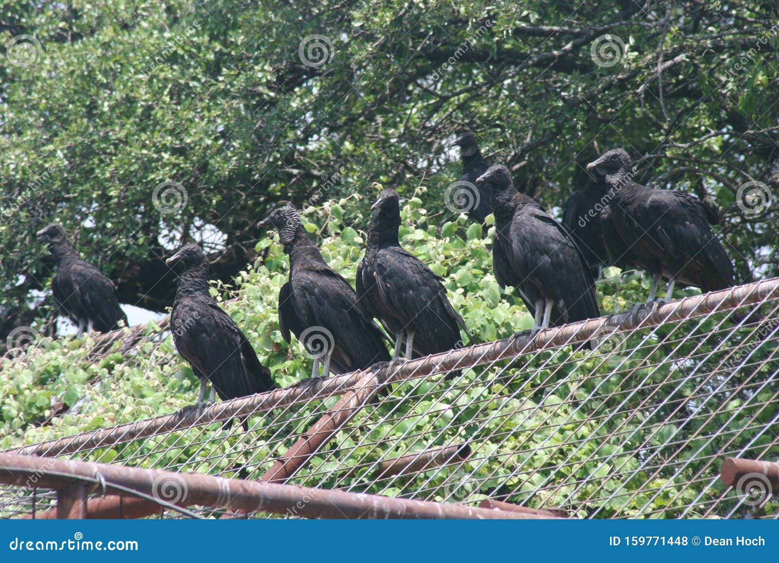 Vultures perching stock photo. Image of bird, vultures - 159771448