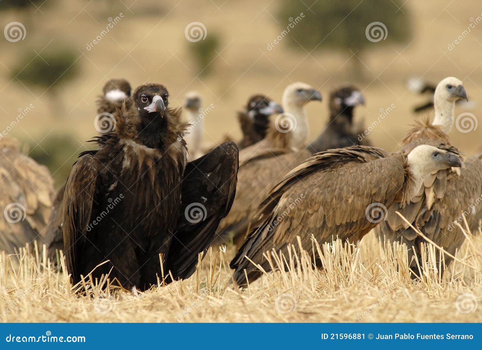 Vultures Scavenging in the Field Stock Image - Image of scavengers ...