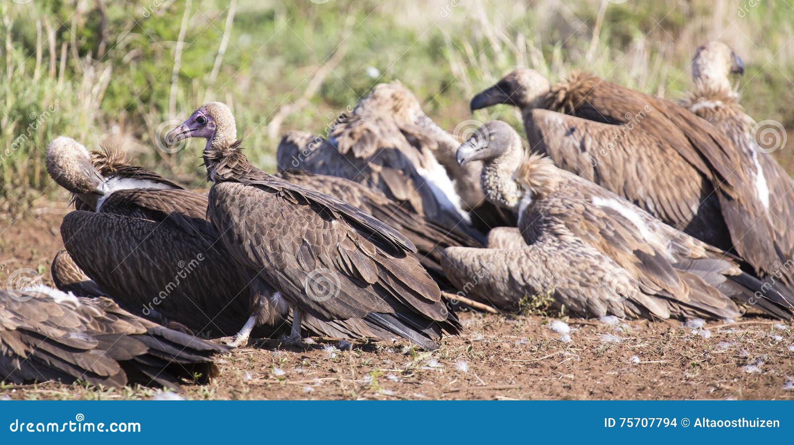 Vultures Sitting on Ground after Eating Ready To Fly Stock Photo ...