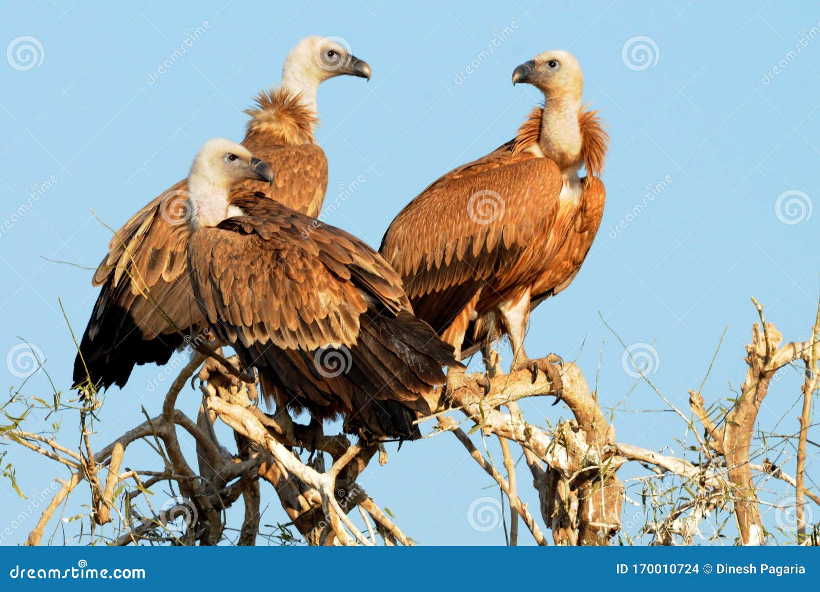 Vultures on a tree stock photo. Image of spread, wings - 170010724