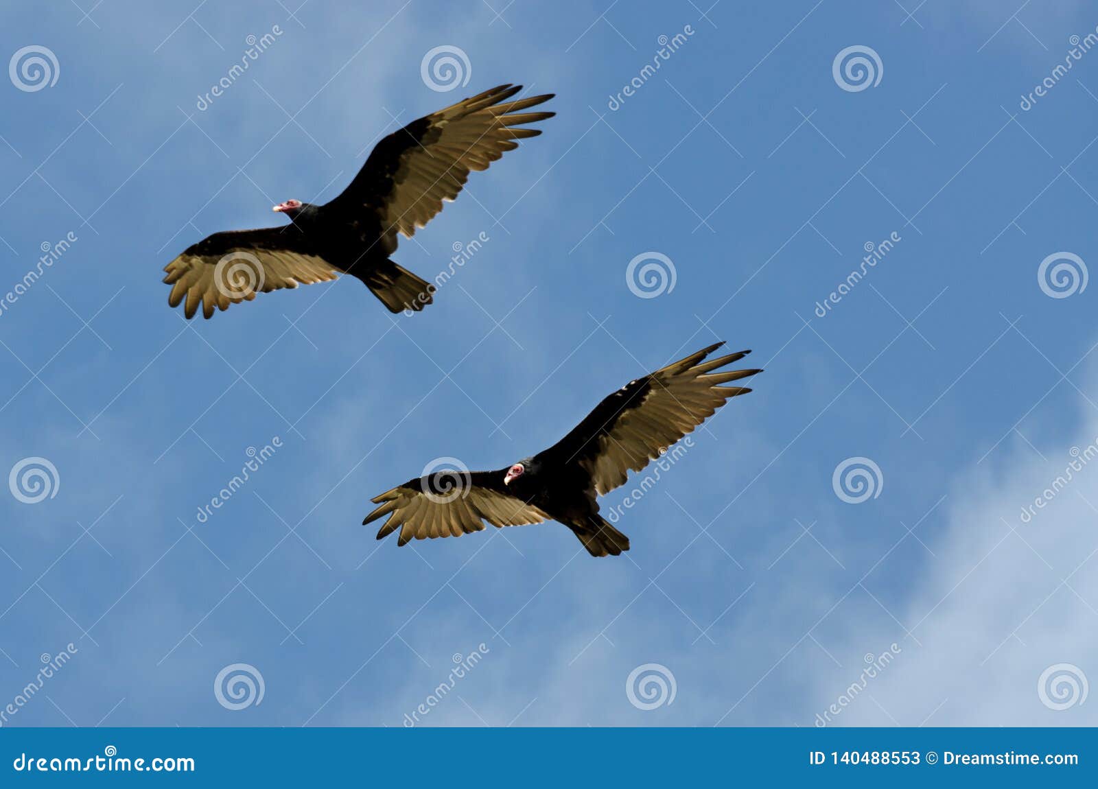 Vultures in the Sky Doing Synchronized Flight Stock Image - Image of ...