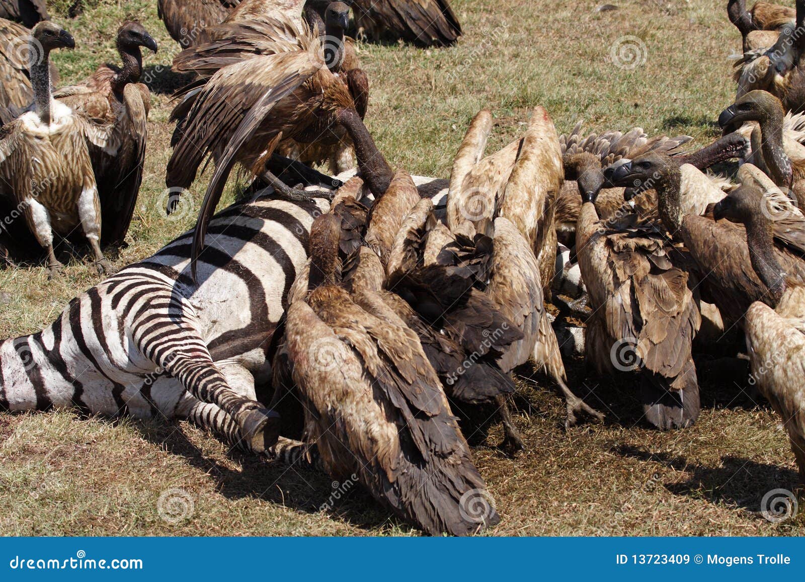 Vultures Eating Zebra