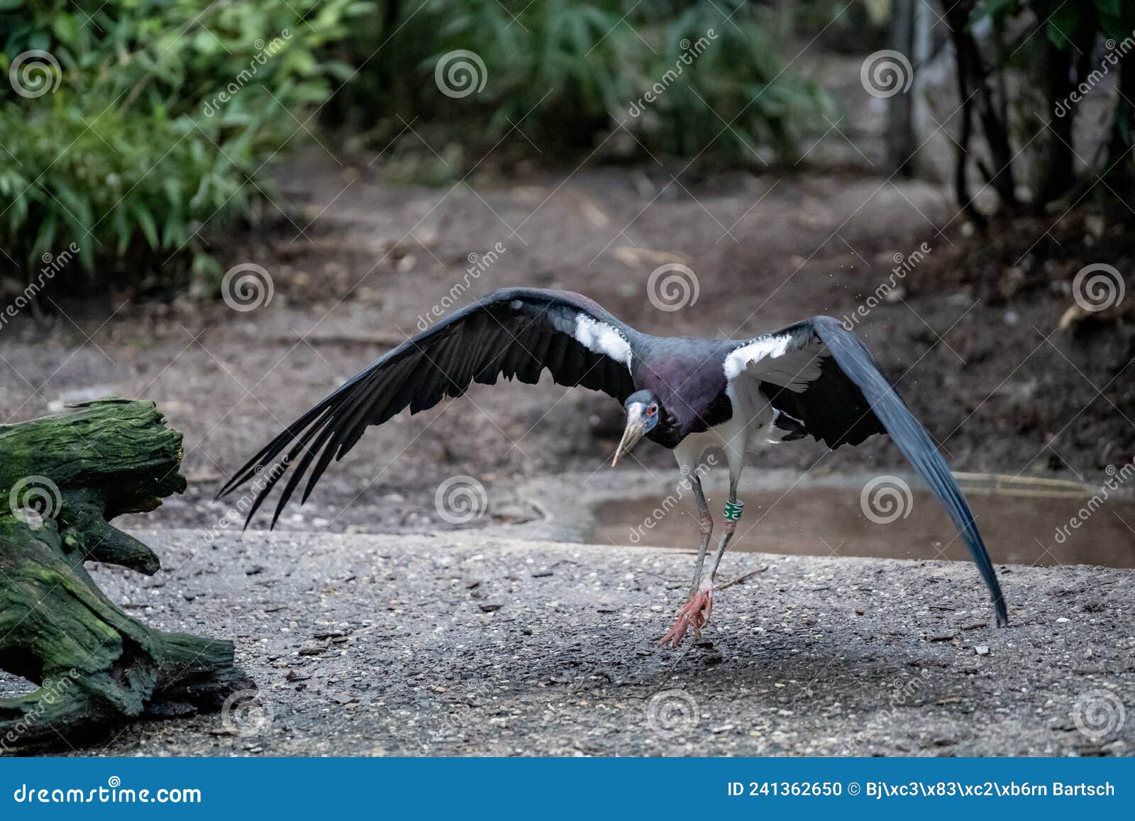 Vultures in the zoo stock photo. Image of fauna, egret - 241362650