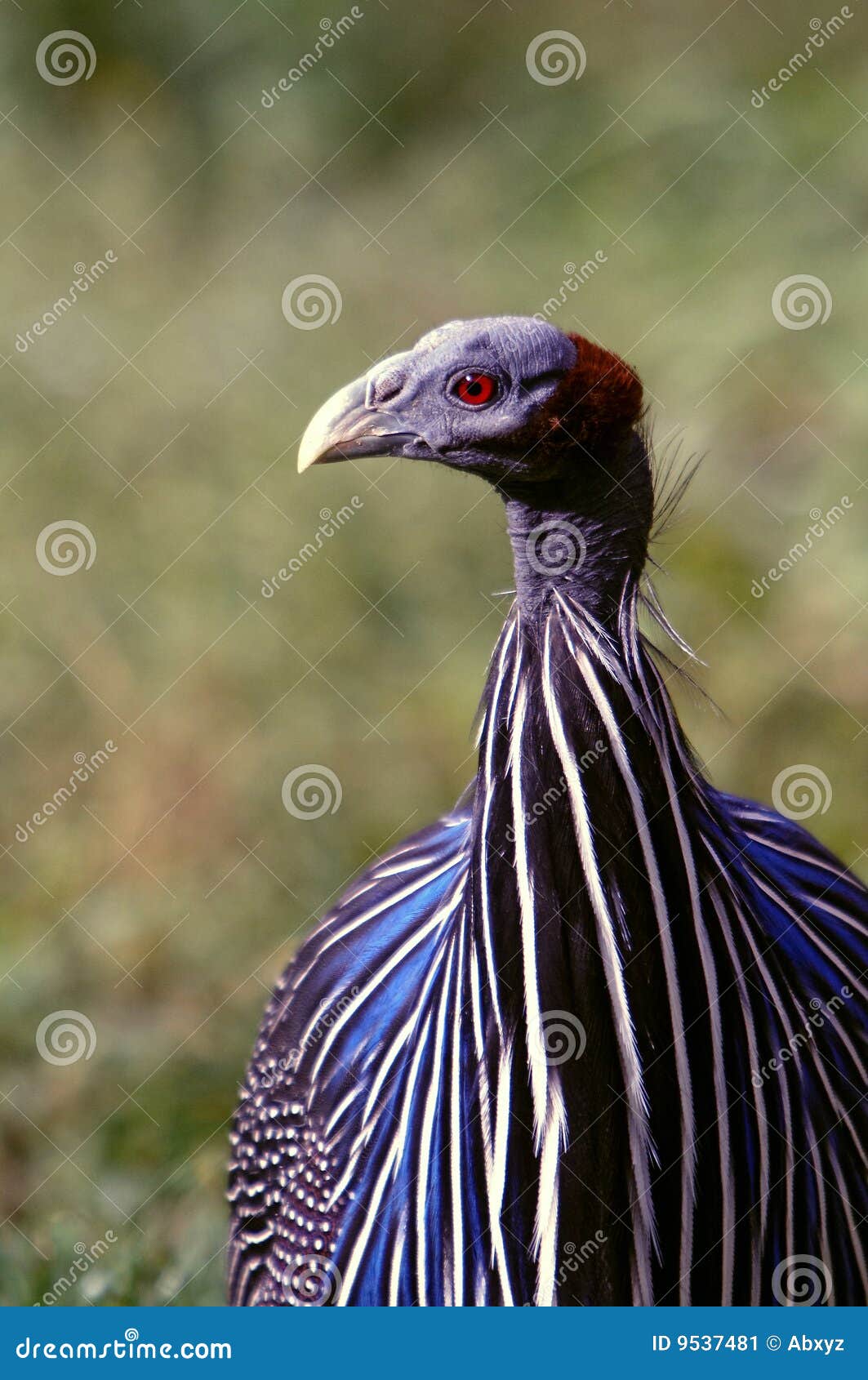 Vulturine guineafowl stock image. Image of bird, portrait - 9537481