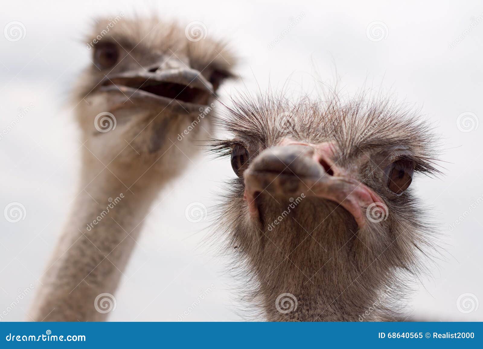 Vuxna strutsar fotografering för bildbyråer. Bild av företag - 68640565