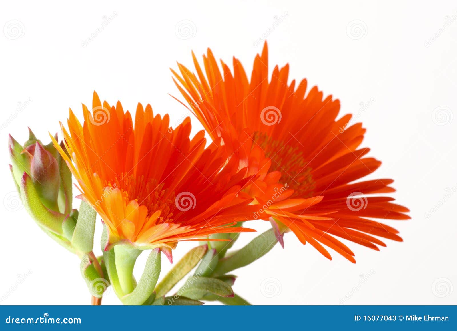 Vygie flower stock image. Image of flower, bloom, botanical - 16077043