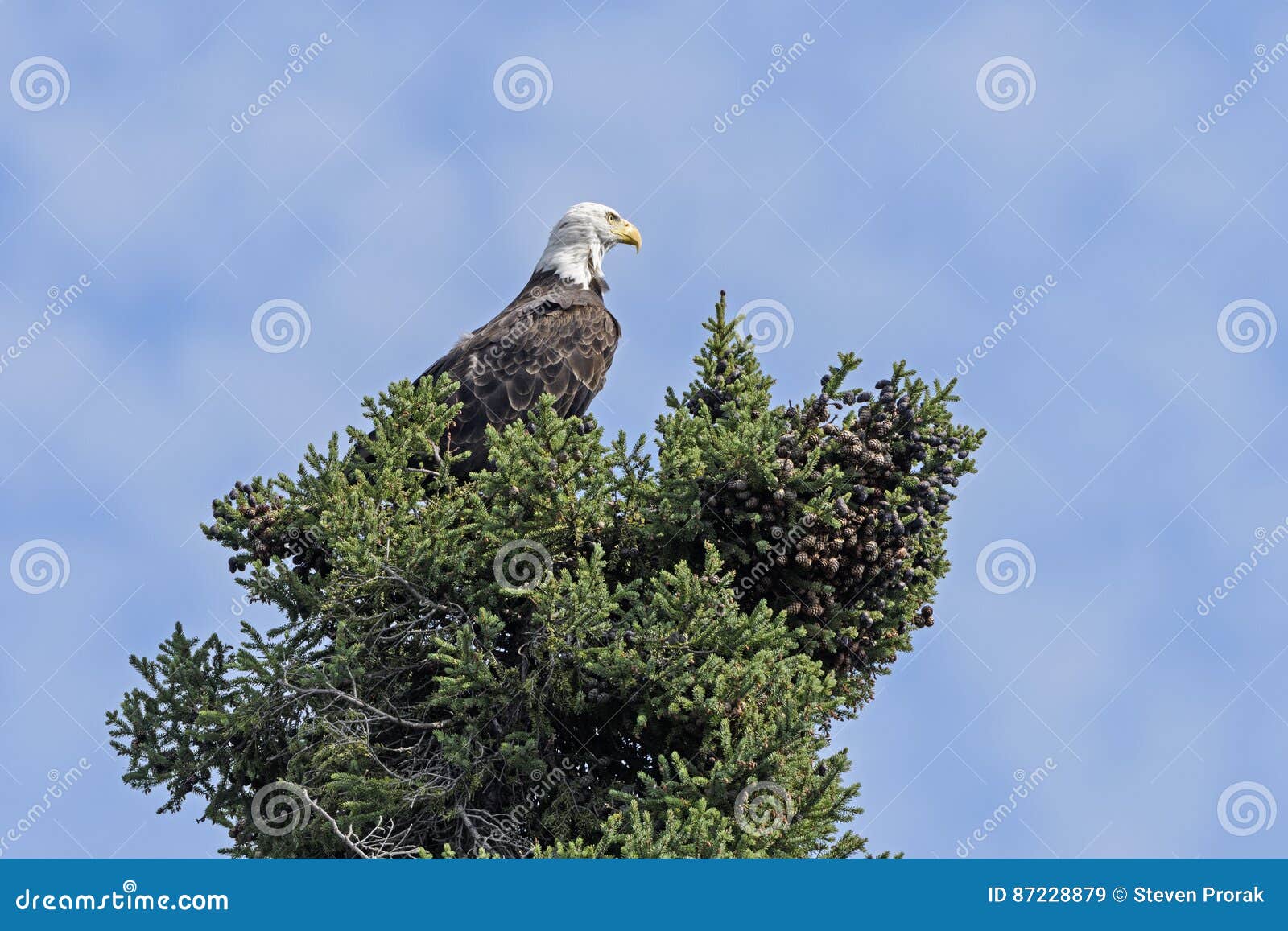 Waakzaam Kaal Eagle in Een Boom Stock Afbeelding - Image of park ...