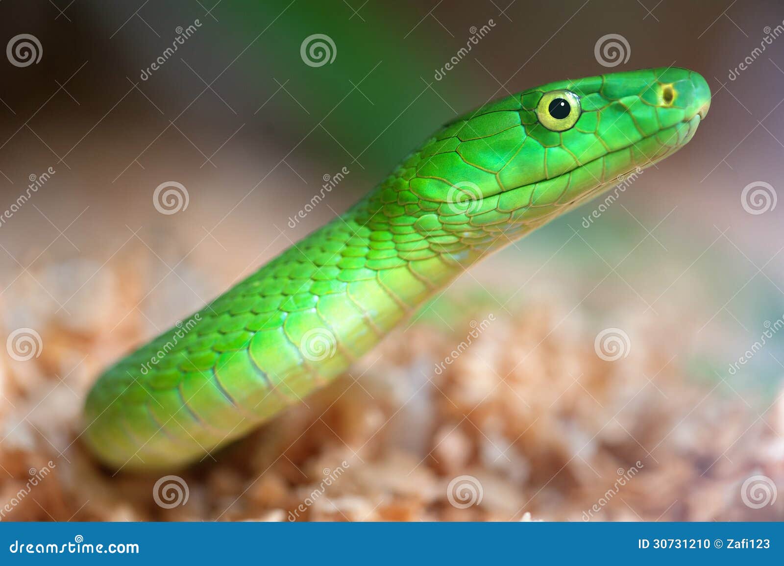 Waakzame groene mamba stock foto. Image of portret, glijden - 30731210