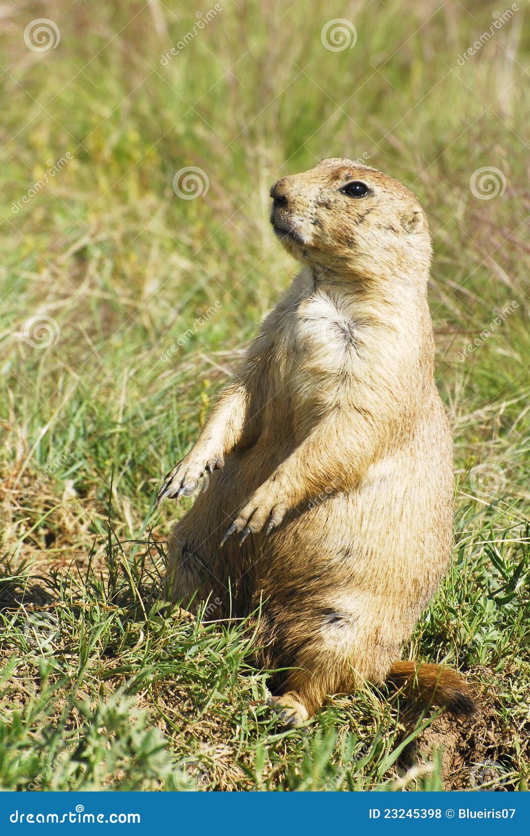 Waakzame Prairiehond stock foto. Afbeelding bestaande uit wildernis ...