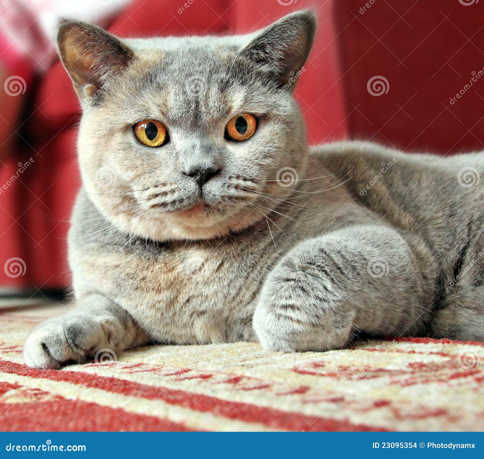 Waakzame Raskat Klaar Op Te Springen! Stock Foto - Image of leugen ...