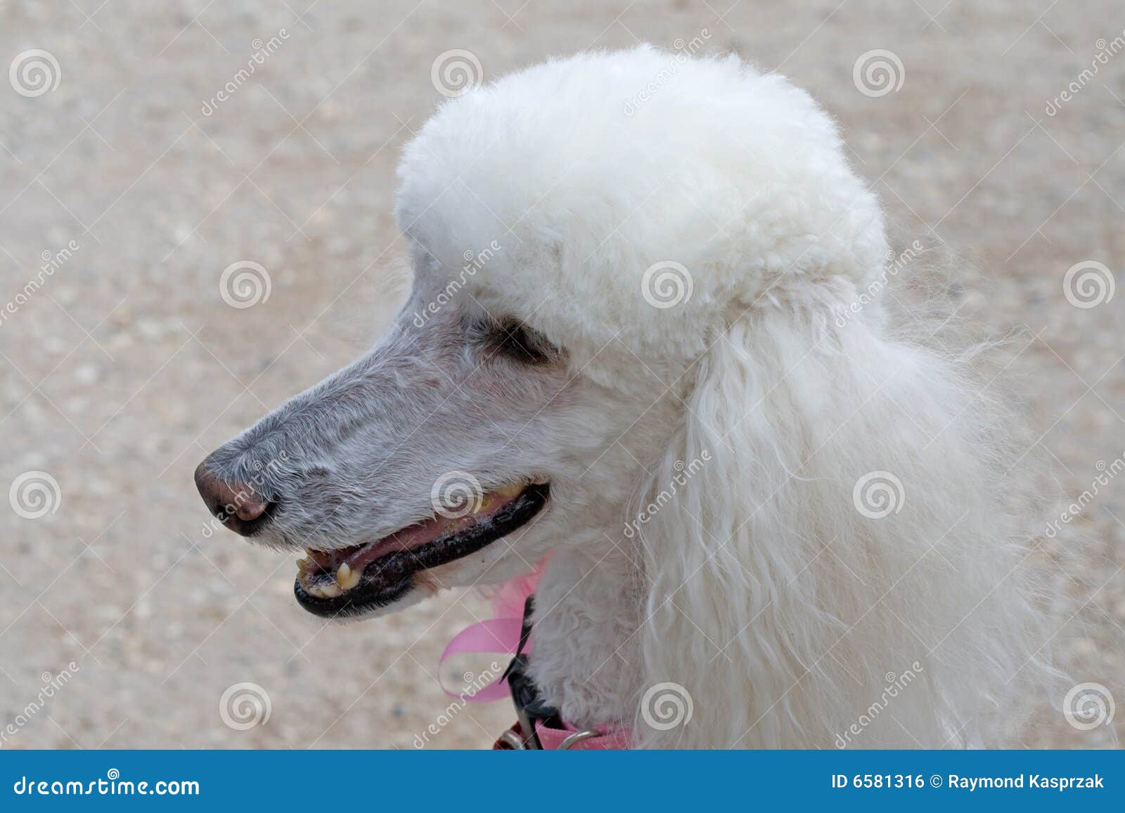 Waardige Poedel stock foto. Image of zoogdier, honds, dier - 6581316