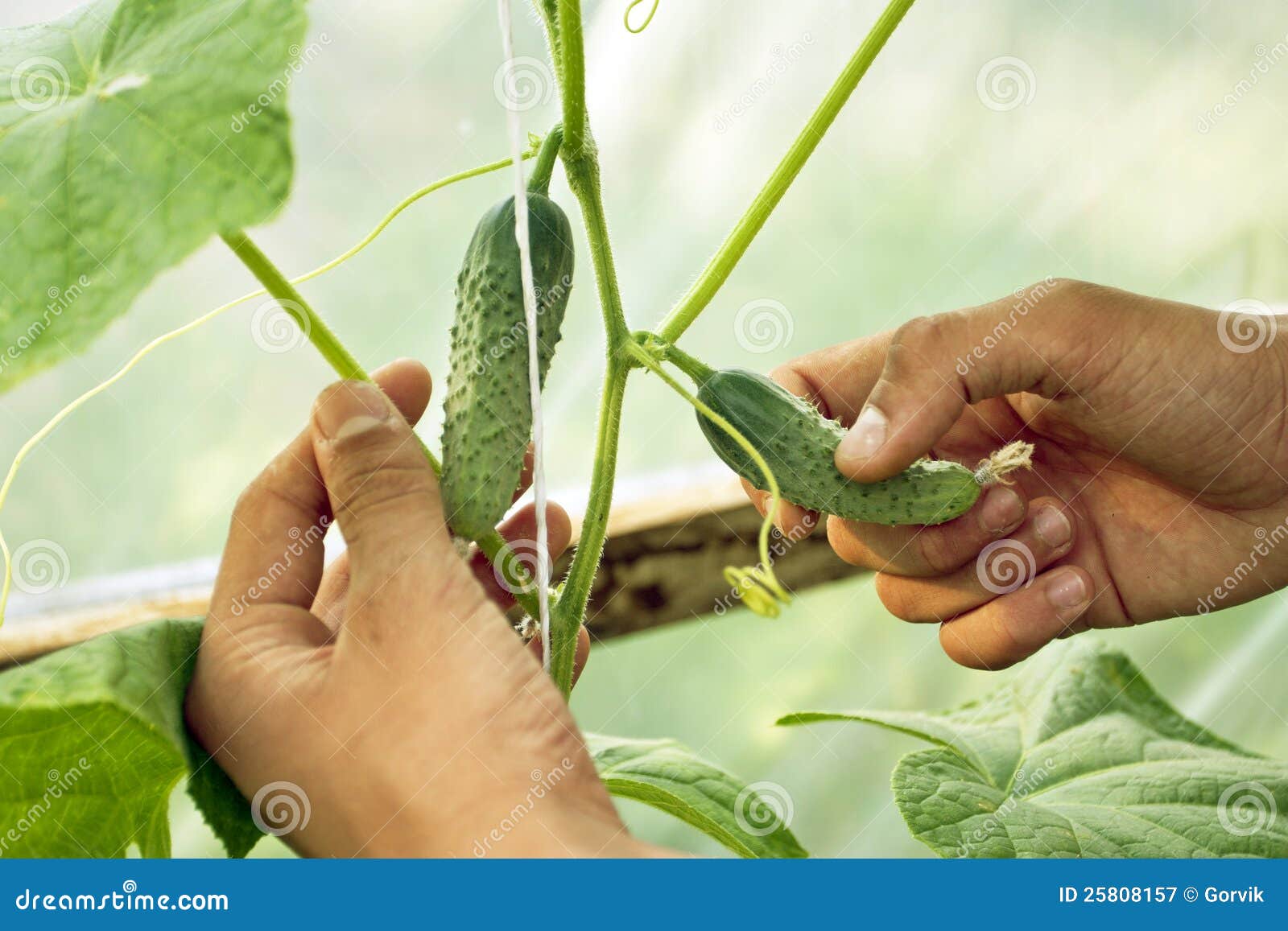 Wachsen der Gurken stockbild. Bild von bewirtschaften - 25808157