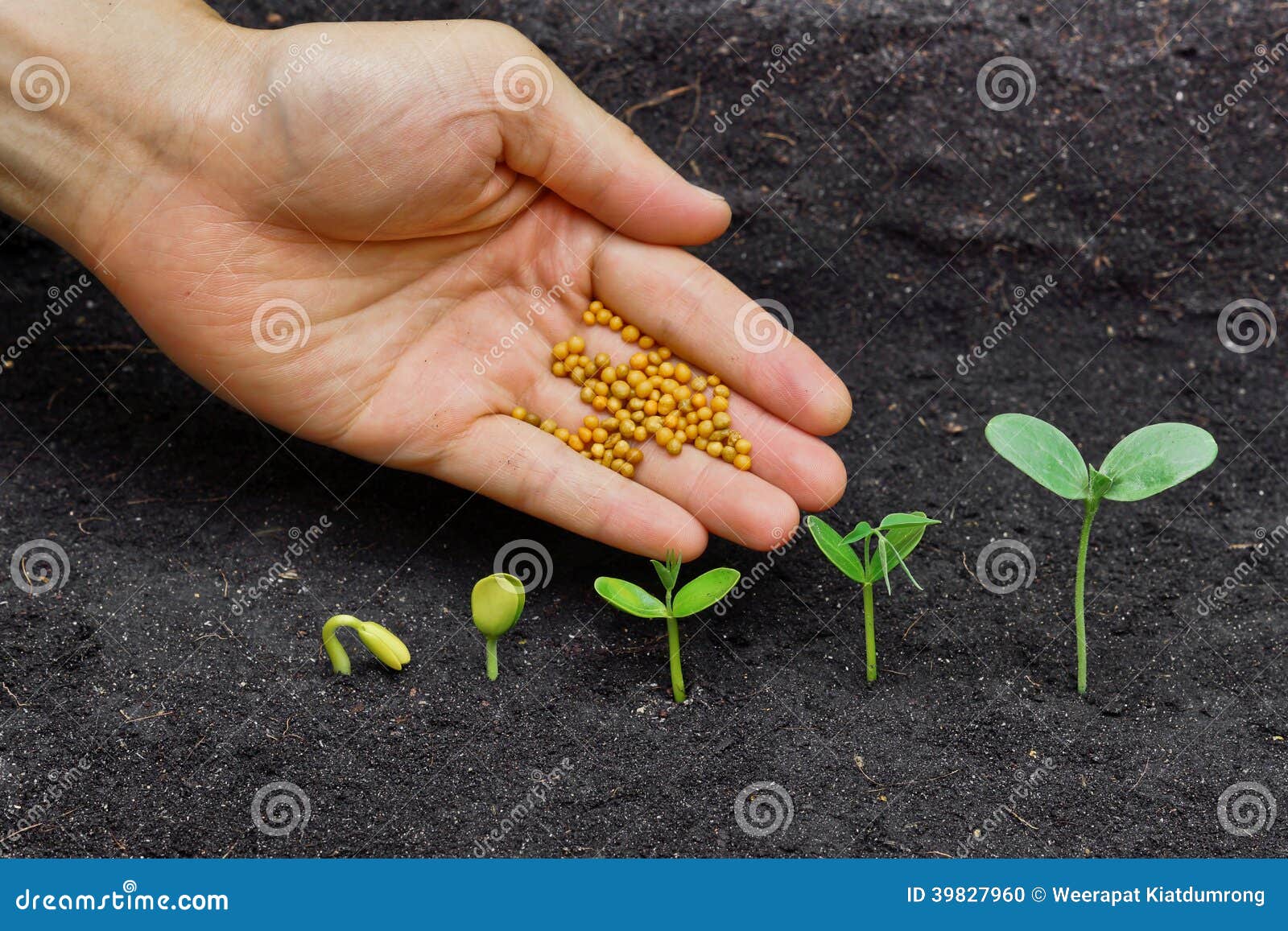 Wachsen eines Baums stockfoto. Bild von nahaufnahme, sämling - 39827960