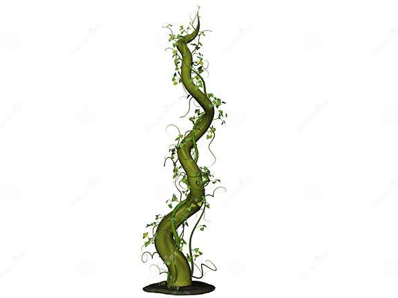 Wachsende Bohnenstange stock abbildung. Illustration von ranken - 14455090