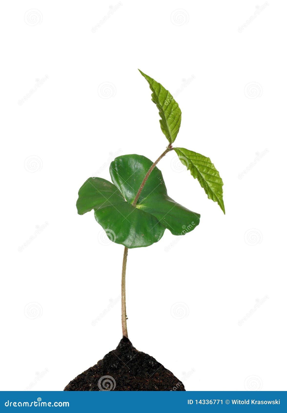 Wachsende Buche stockbild. Bild von blatt, wachstum, baum - 14336771