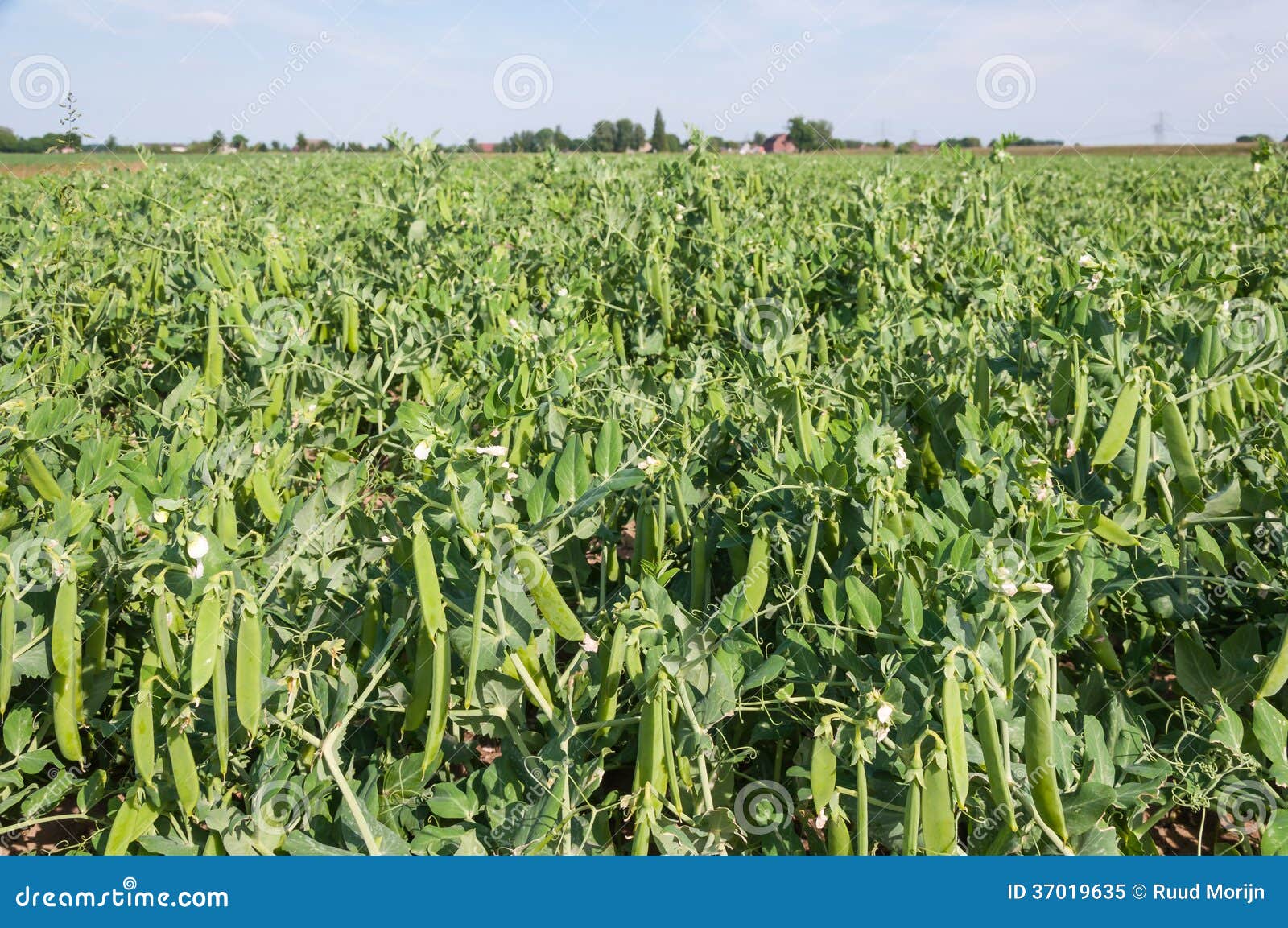 Wachsende Erbsen Auf Ackerland Stockbild - Bild von bewirtschaften ...