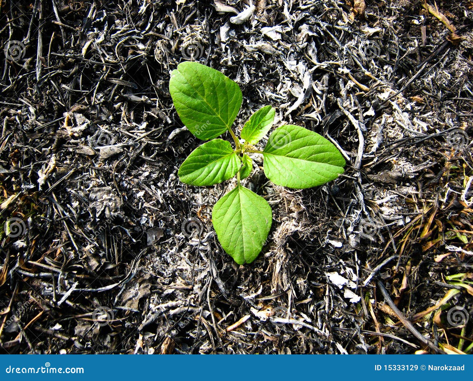 Wachstum auf Asche stockbild. Bild von baum, wachsen - 15333129