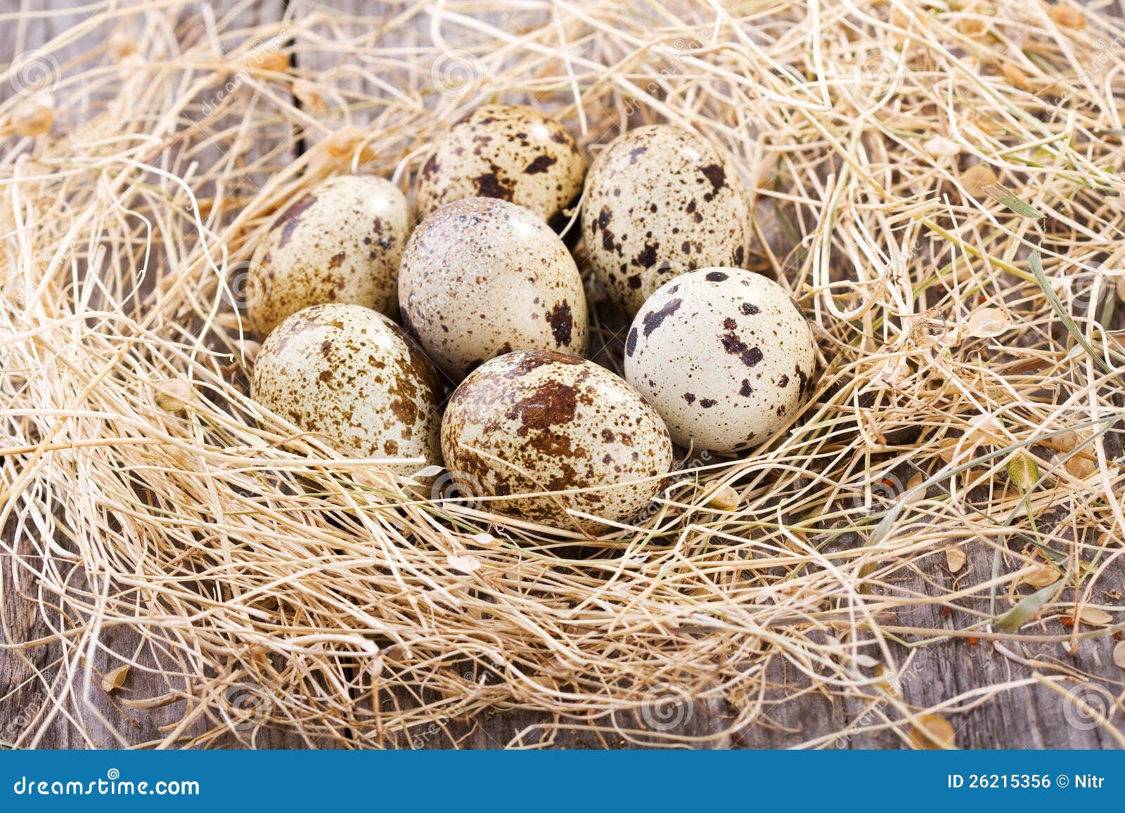 Wachteleier stockfoto. Bild von gesund, bauernhof, mahlzeit - 26215356