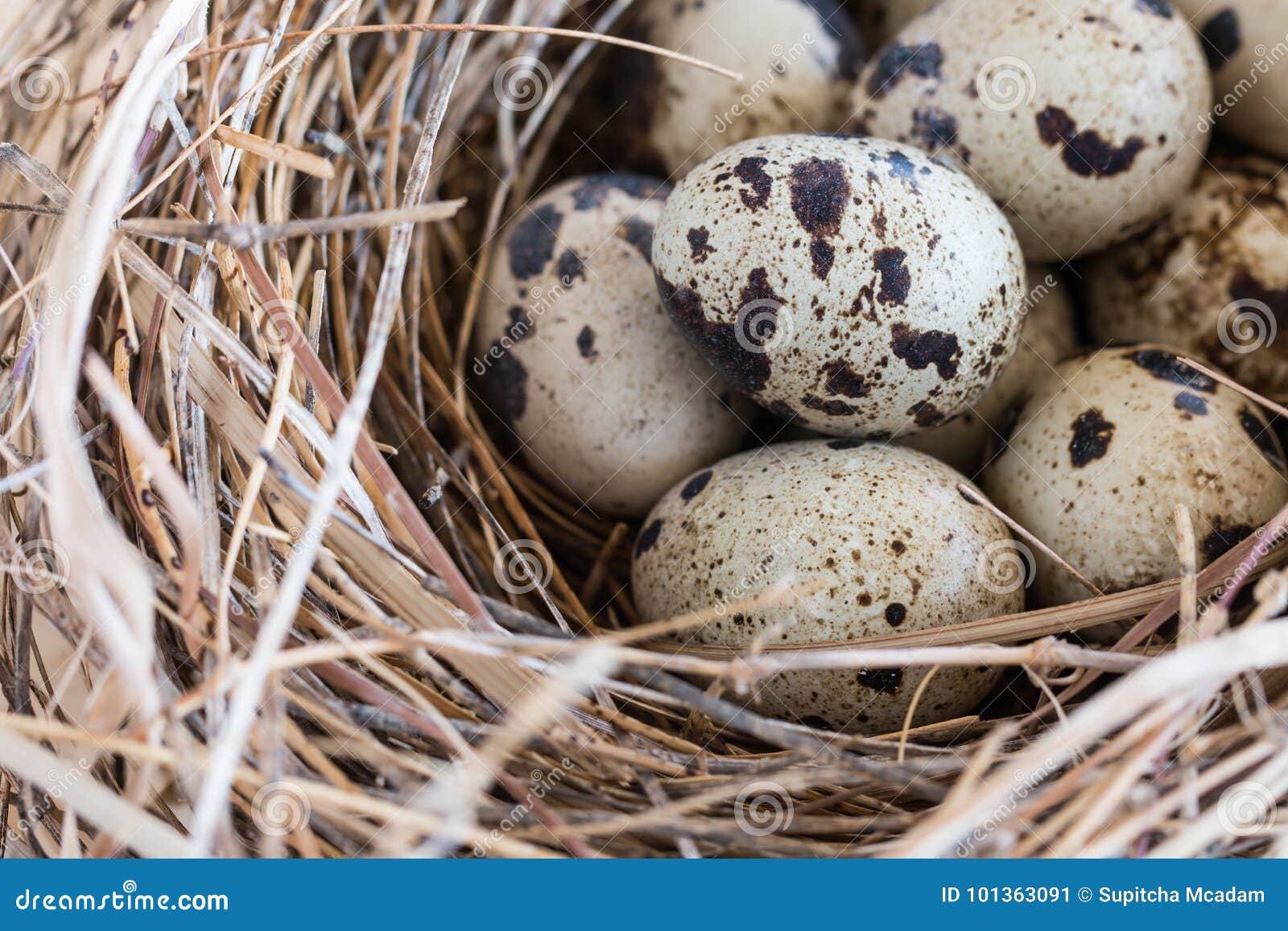 Wachteleier in einem Nest stockbild. Bild von frech - 101363091