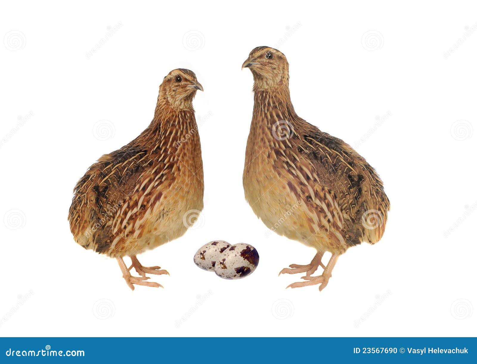 Wachteln stockfoto. Bild von frech, hintergrund, ostern - 23567690