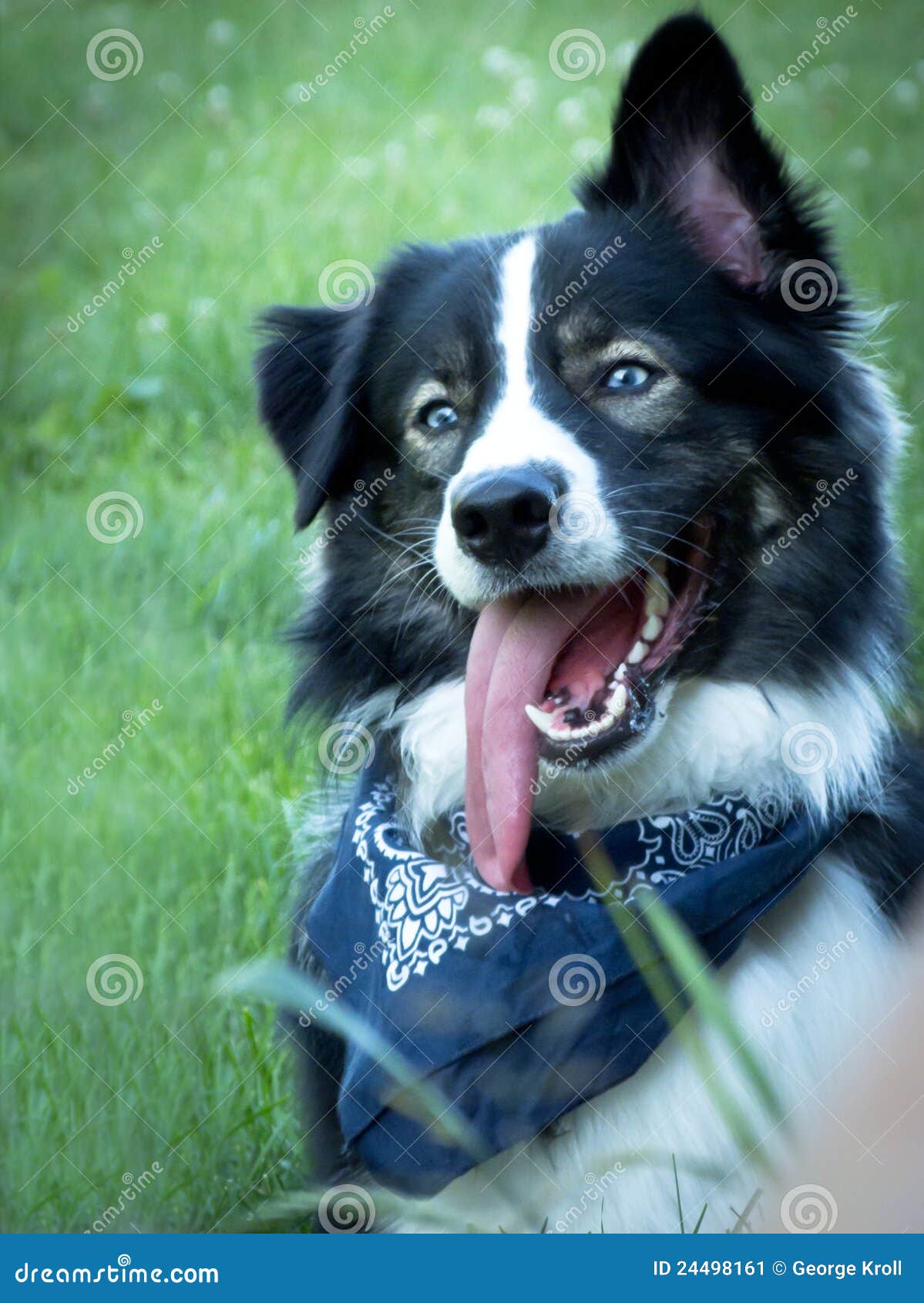 Wacked out crazy Dog stock image. Image of crazed, crazy - 24498161