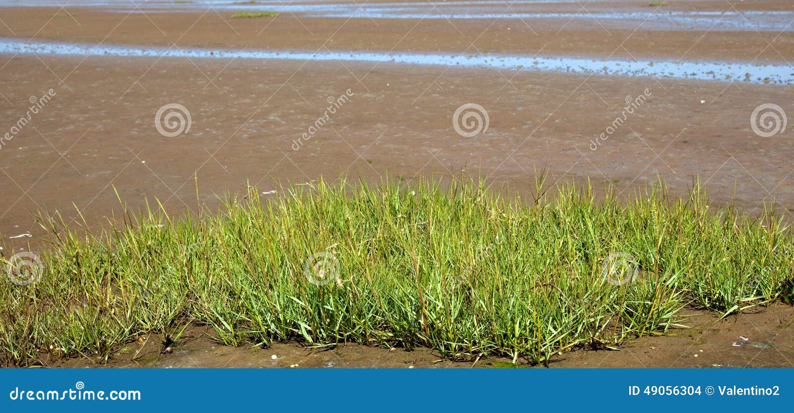 Wadden sea stock photo. Image of wadden, nature, seaside - 49056304