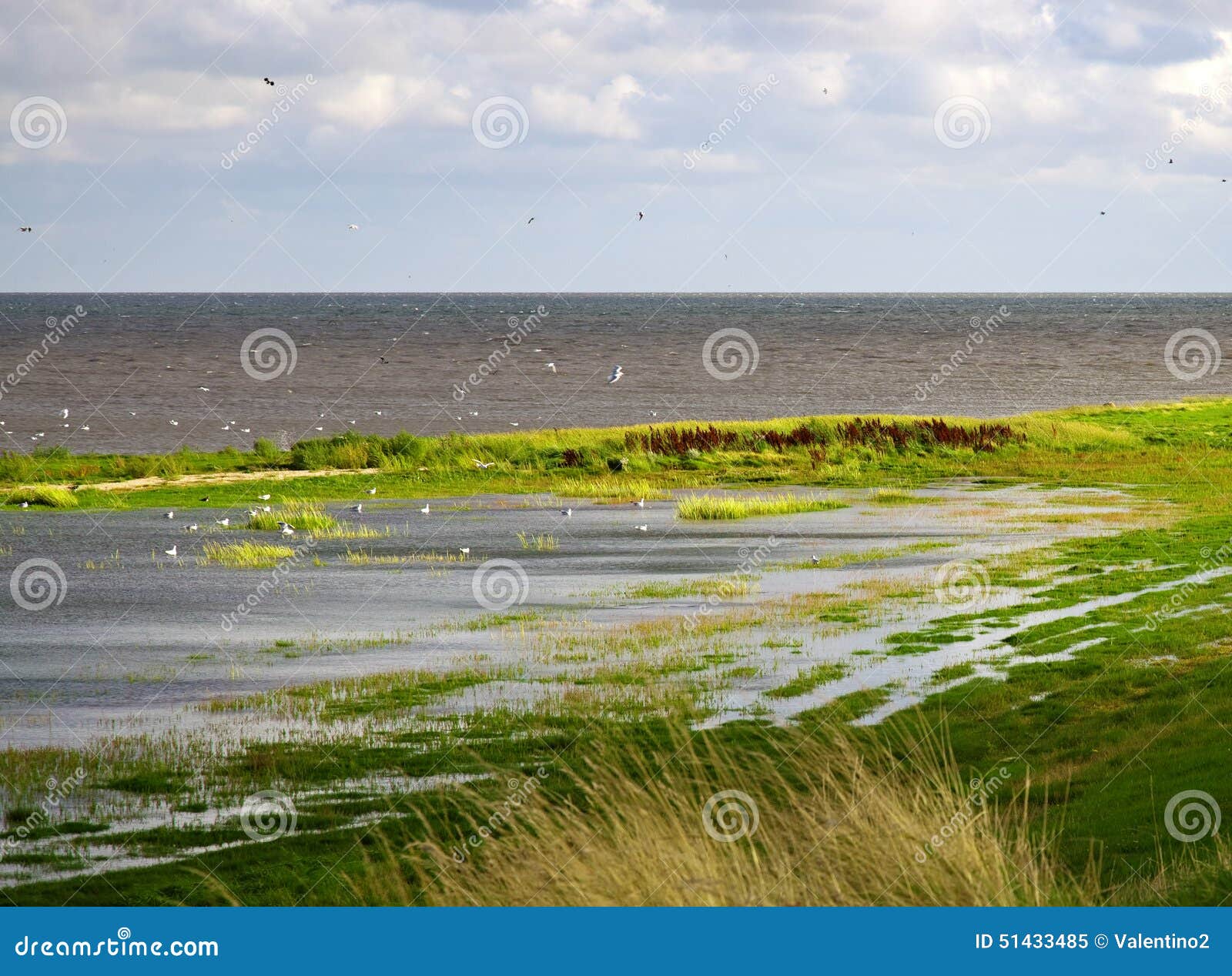 Wadden sea stock image. Image of rural, park, landscape - 51433485