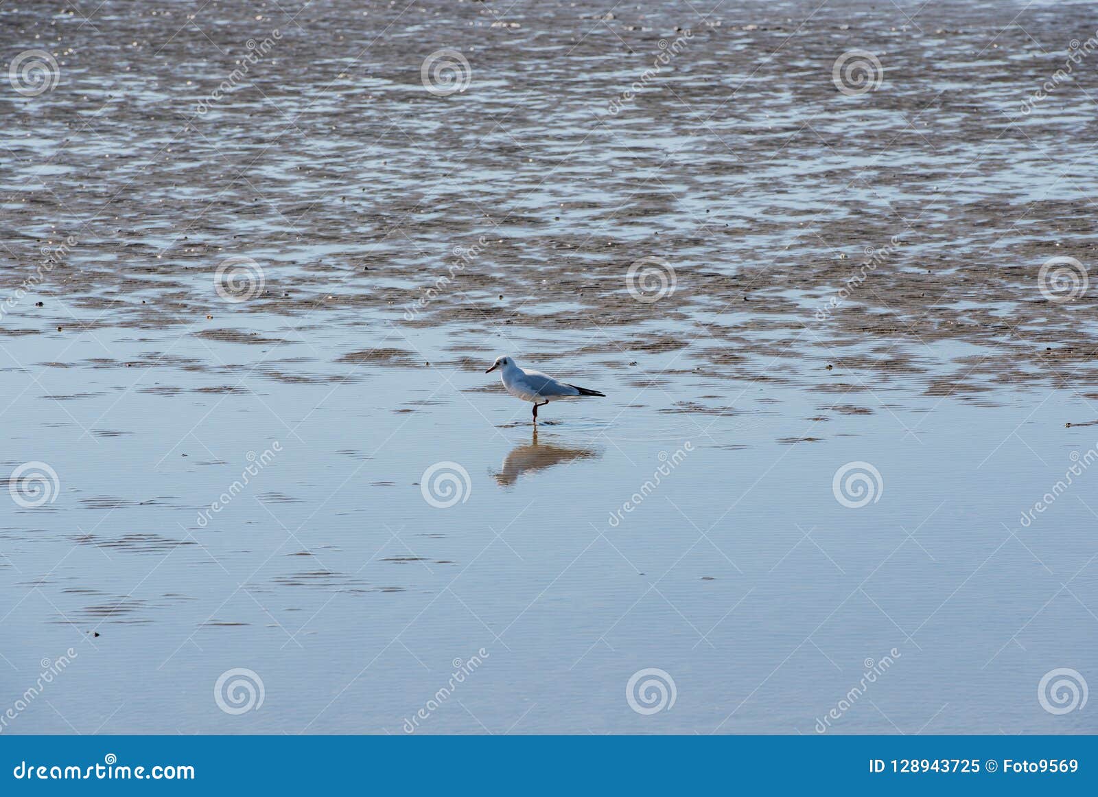 Wadden Sea on the North Sea Coast Stock Image - Image of water, priel ...
