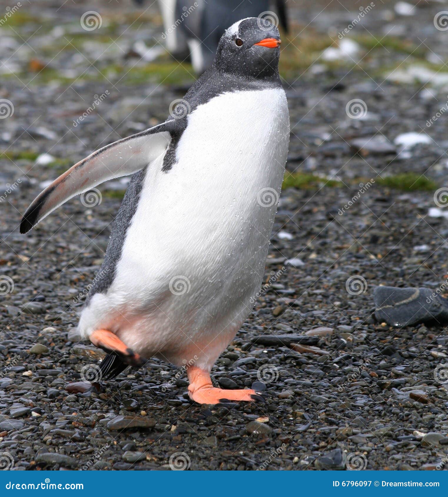 Waddling gentoo penguin stock image. Image of marine, cold - 6796097