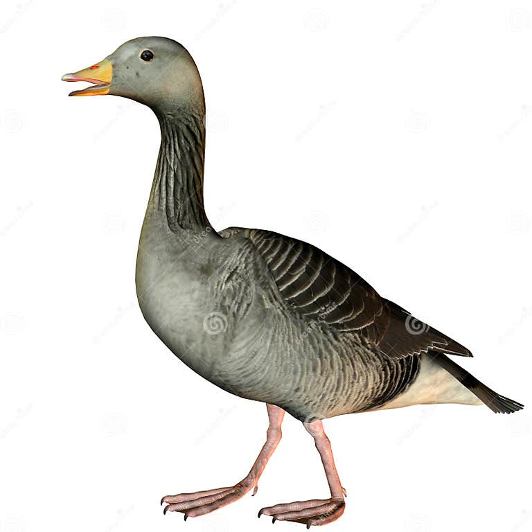 Waddling goose stock illustration. Illustration of animal - 14511436