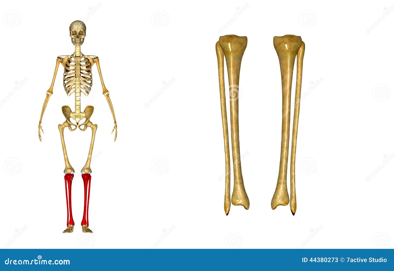 Wadenbein und Schienbein stockbild. Bild von scheitel - 44380273