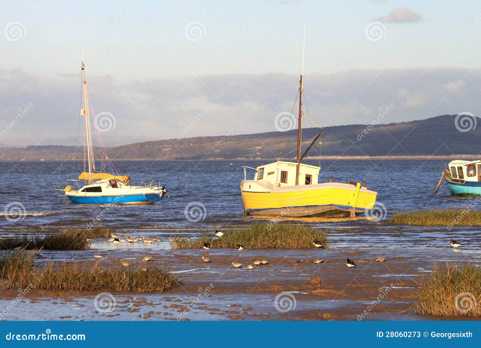 Waders Feeding in Mud on Edge of Morecambe Bay. Stock Image - Image of ...