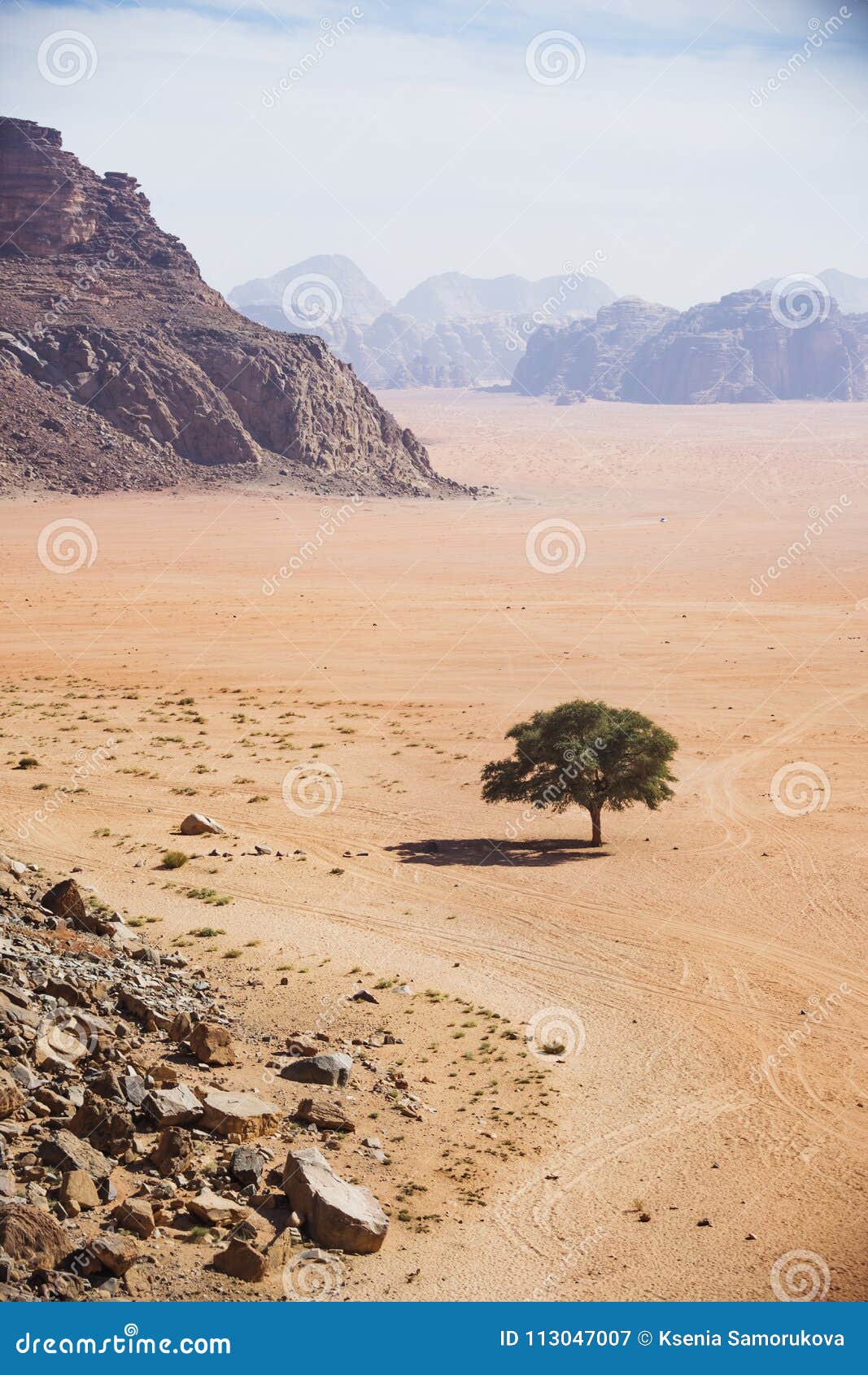 Wadi Ram Desert. Jordan Landscape. Lonely Tree. Stock Image - Image of ...