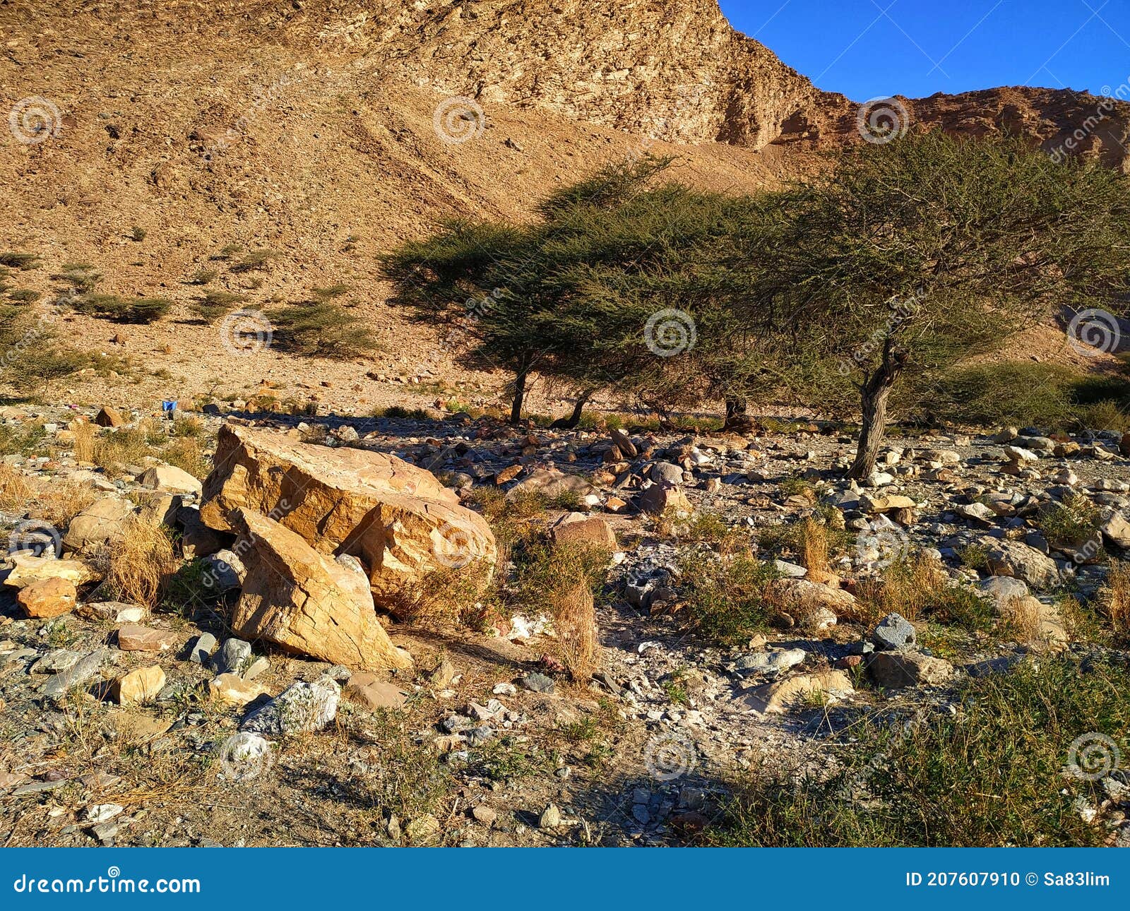Acacia Trees in Wadi Saal Mountains Valley, Oman Stock Photo - Image of ...
