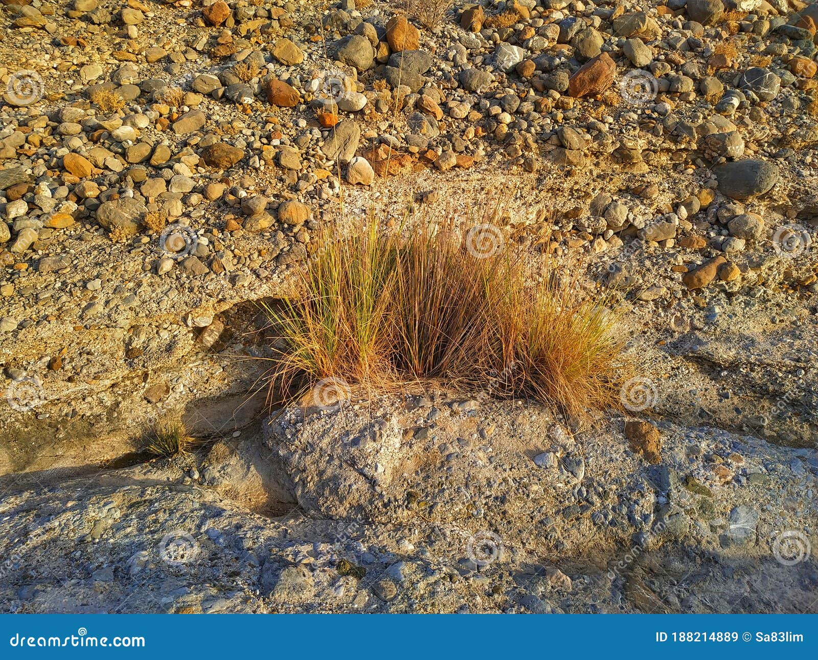 Wadi terrain, Oman stock image. Image of wildlife, wadi - 188214889