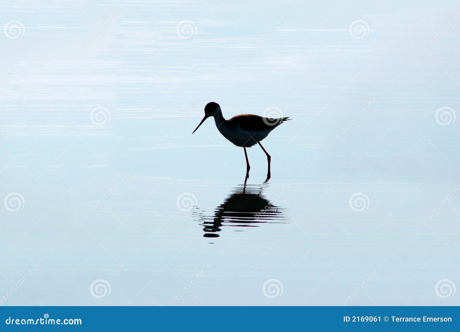 Wading Bird stock image. Image of wading, heron, crane - 2169061