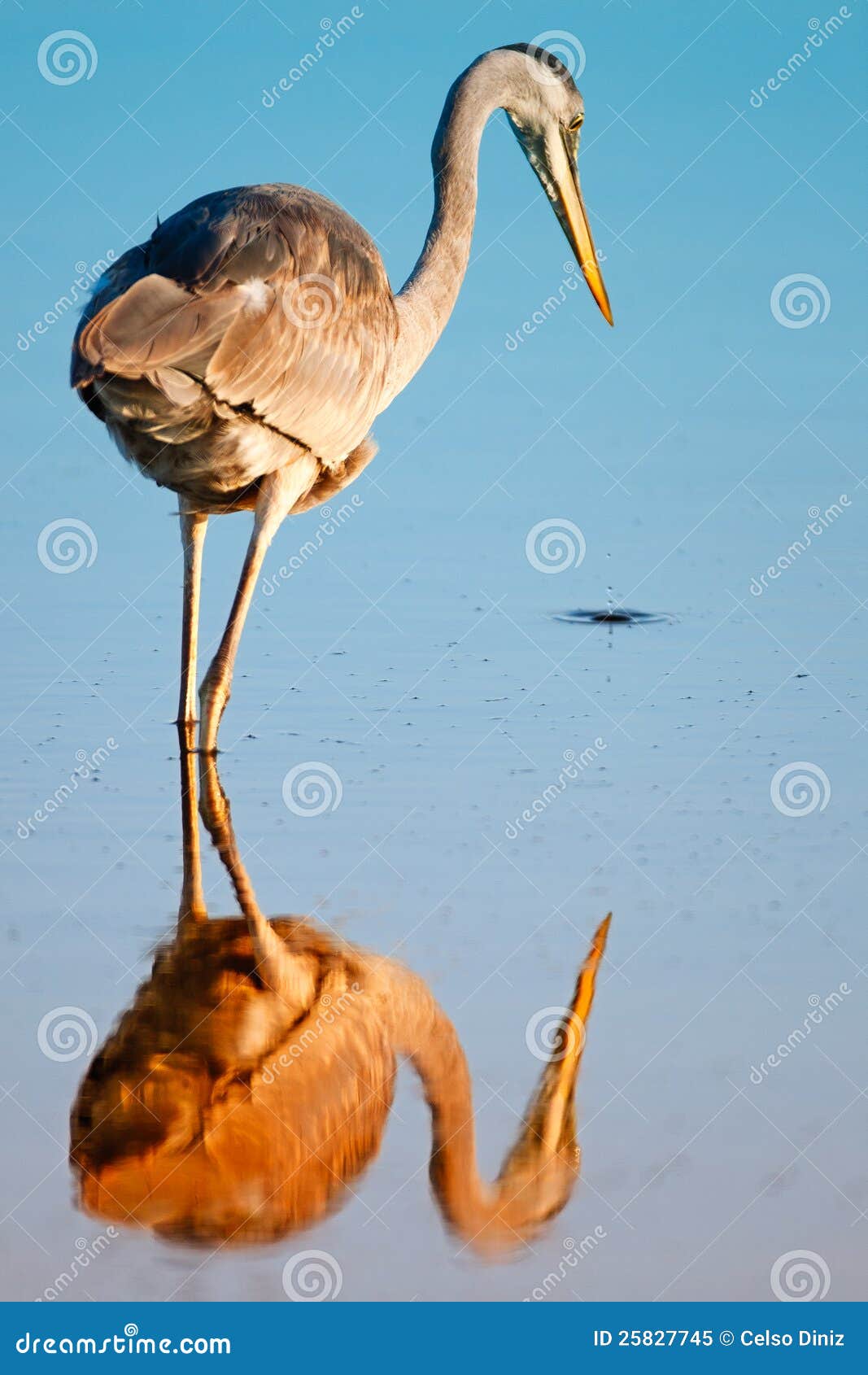 Wading Bird Reflected on Lake Stock Image - Image of space, bird: 25827745