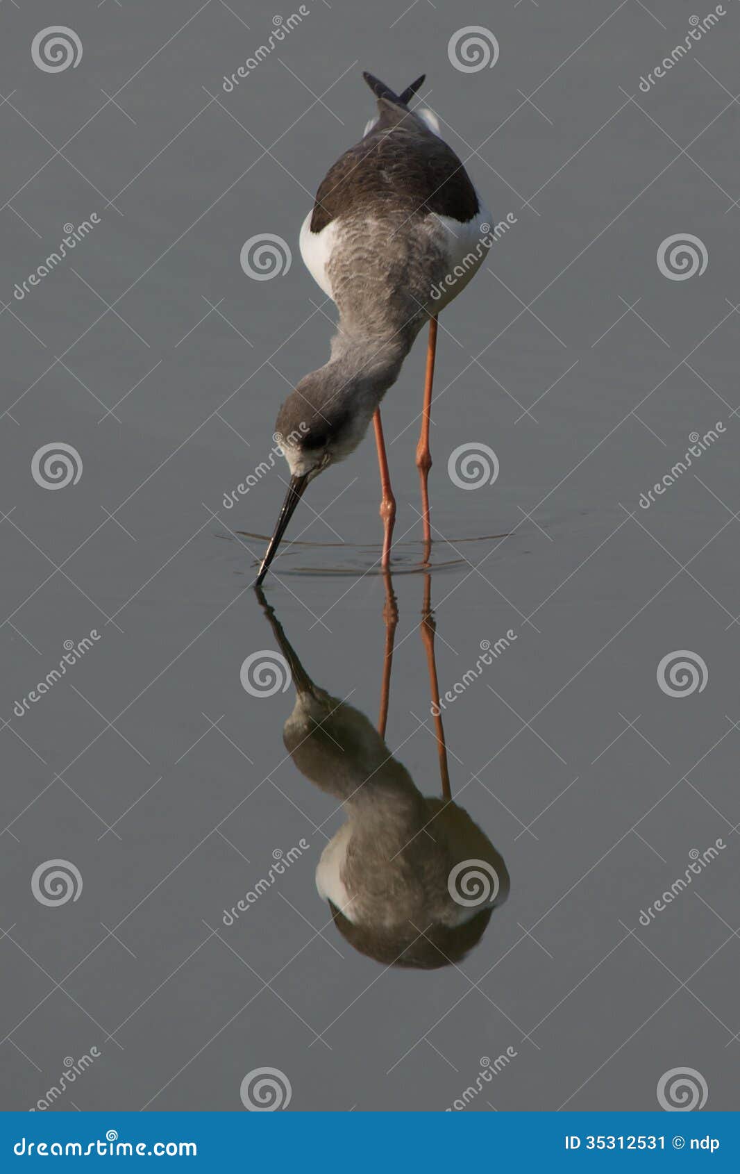 Wading Bird Reflection in Water Stock Image - Image of black, calm ...