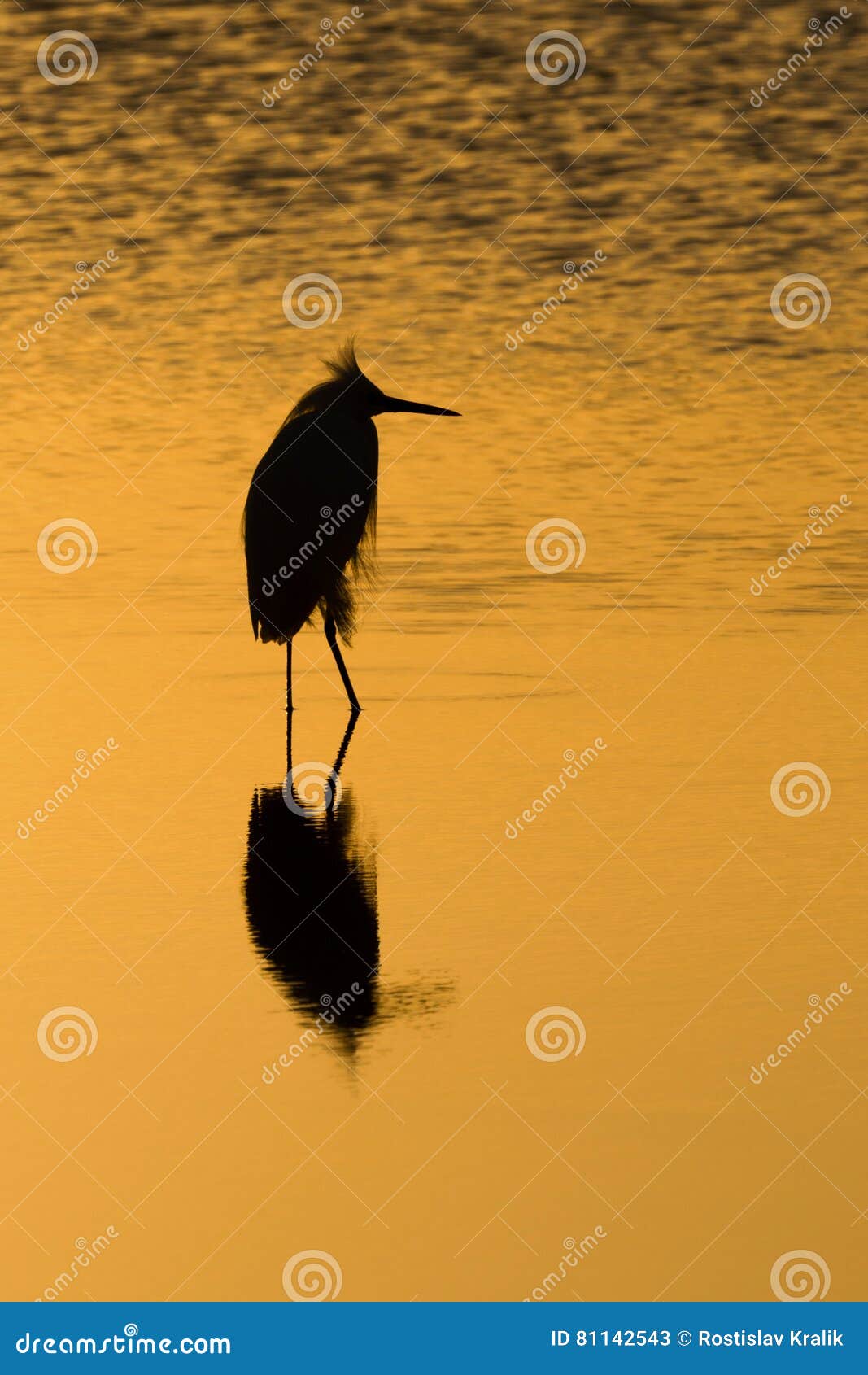 Wading bird at sunset. stock image. Image of reflection - 81142543