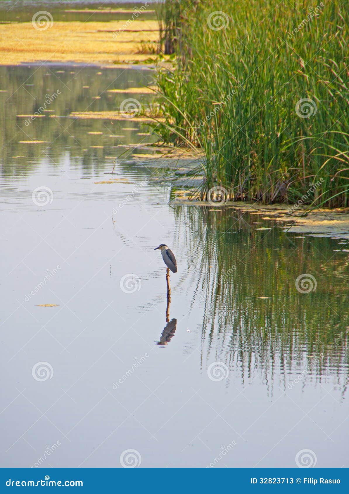 Wading bird stock image. Image of swamp, wildfowl, ecology - 32823713