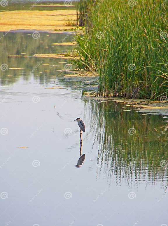 Wading bird stock image. Image of swamp, wildfowl, ecology - 32823713