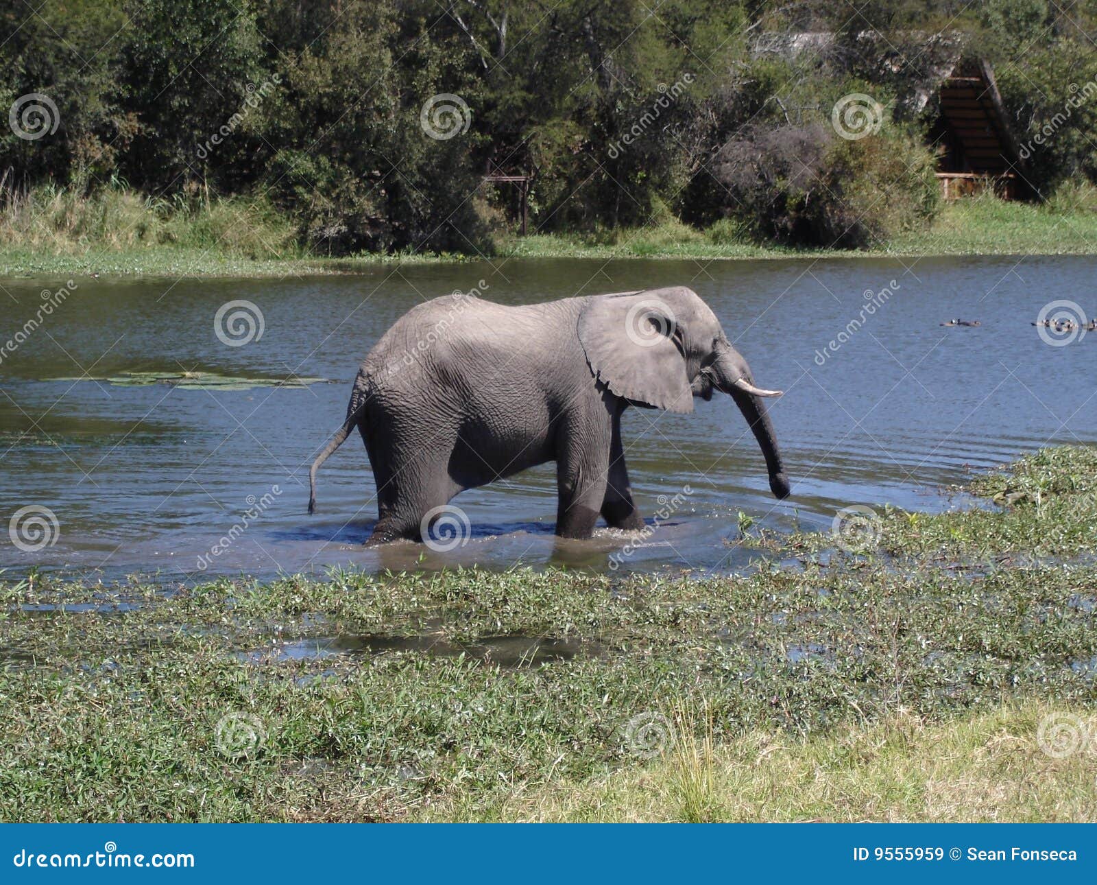 Wading Elephant stock image. Image of animals, rivers - 9555959