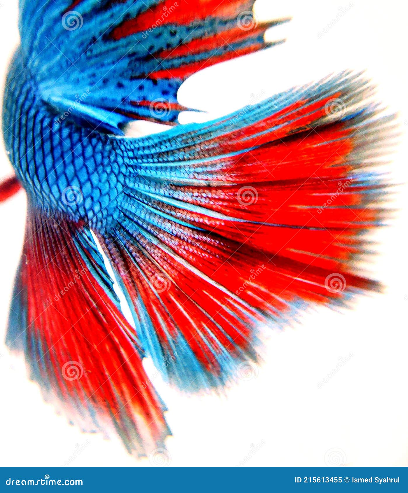 The Wagging Tail of Blue Betta Fish Stock Image - Image of elegant ...