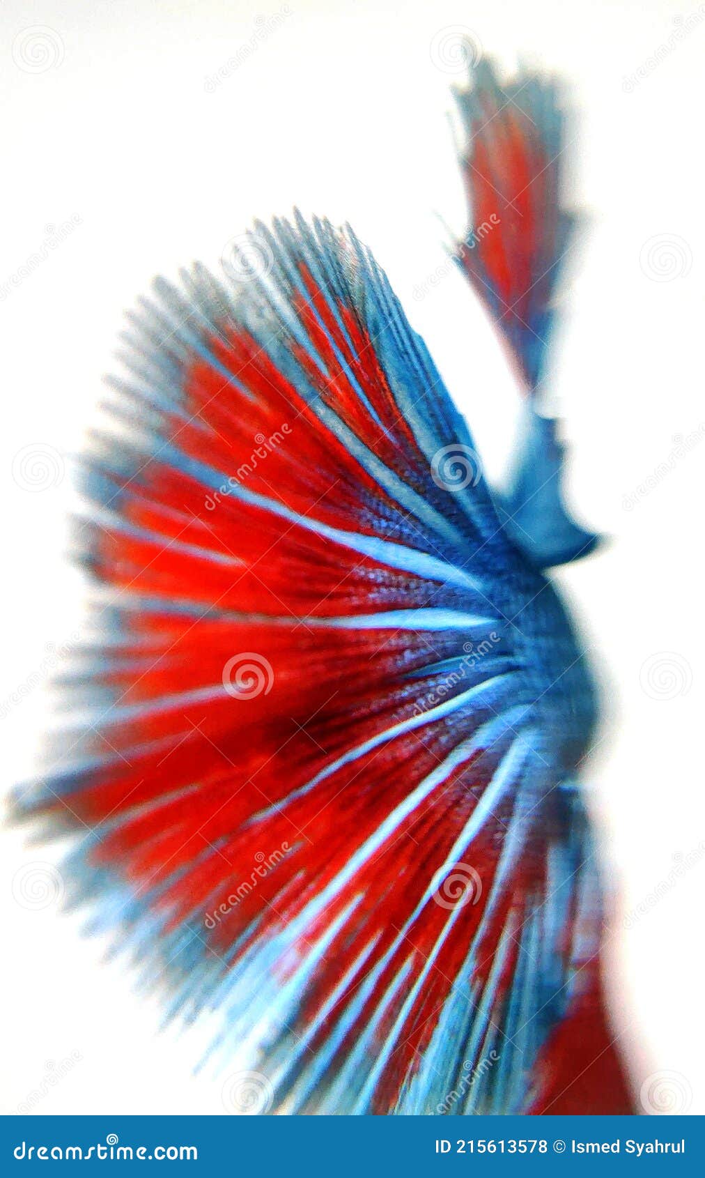 The Wagging Tail of Blue Betta Fish Stock Photo - Image of aggressive ...