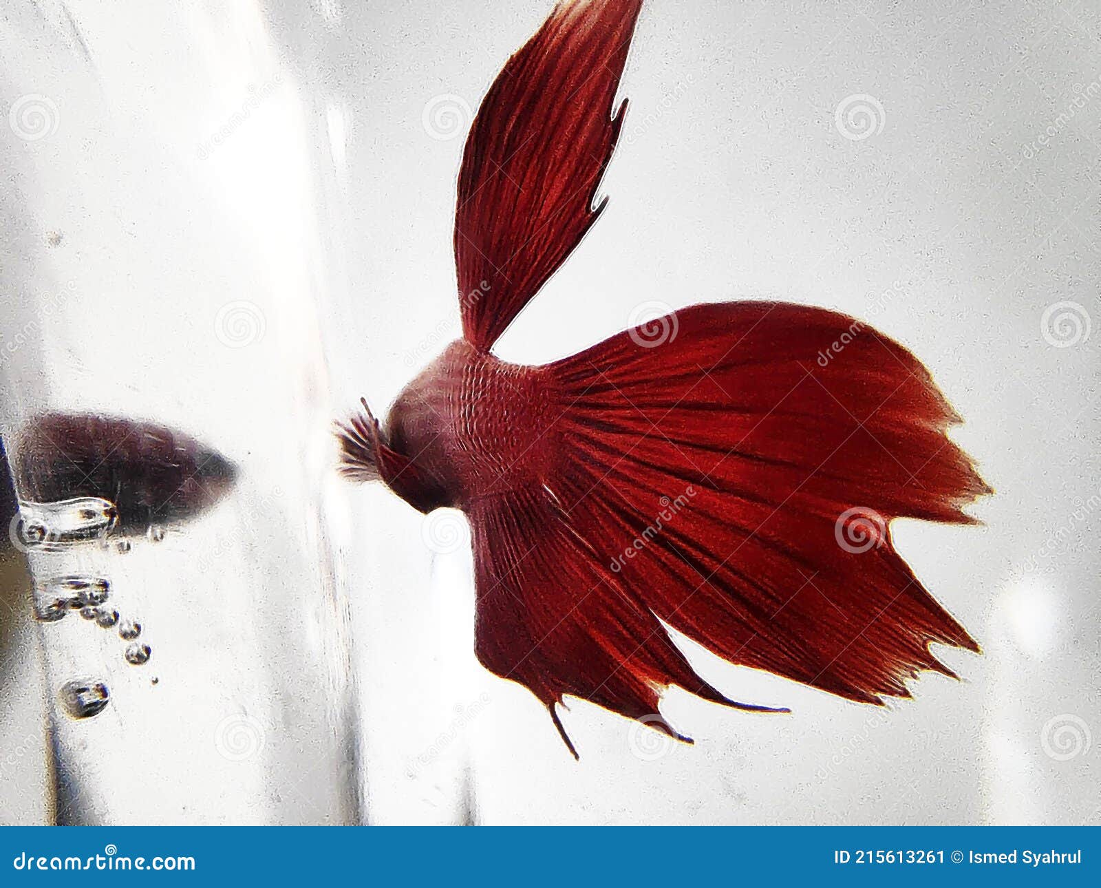 The Wagging Tail of Reddish Betta Fish Stock Image - Image of fighting ...