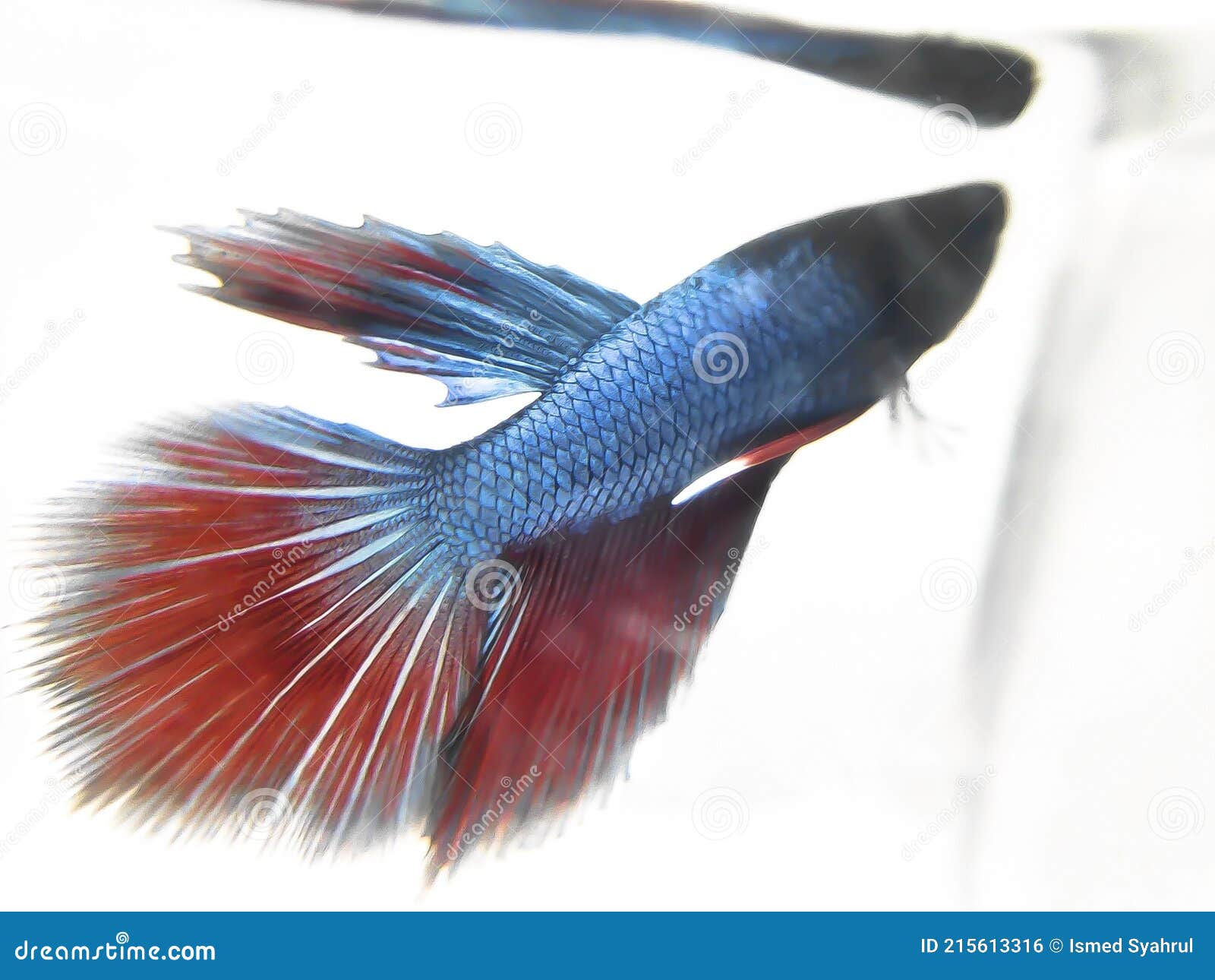 The Wagging Tail of Reddish Betta Fish Stock Photo - Image of colorful ...