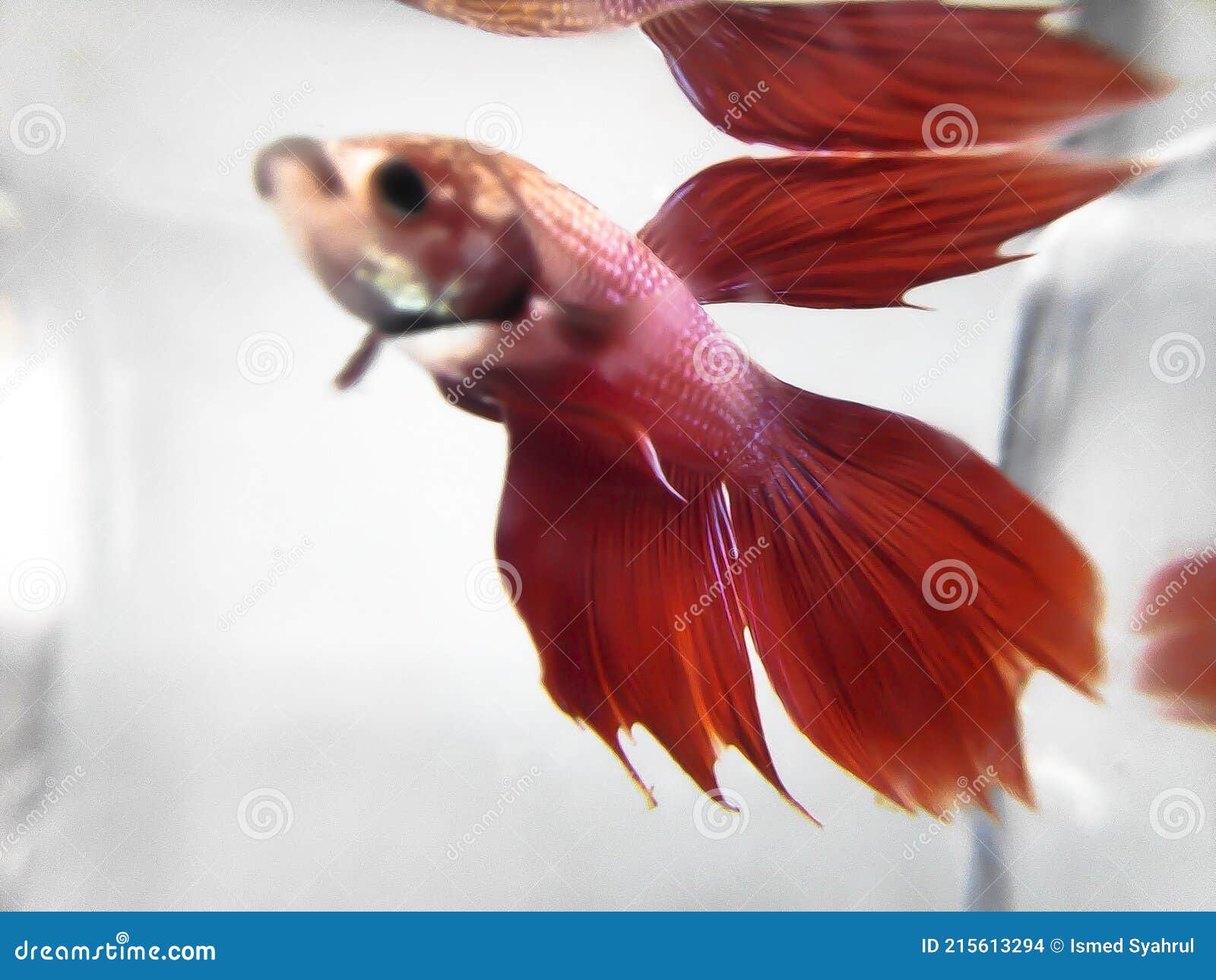 The Wagging Tail of Reddish Betta Fish Stock Photo - Image of splendens ...