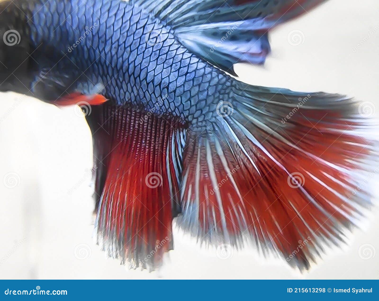 The Wagging Tail of Reddish Betta Fish Stock Photo - Image of tropical ...