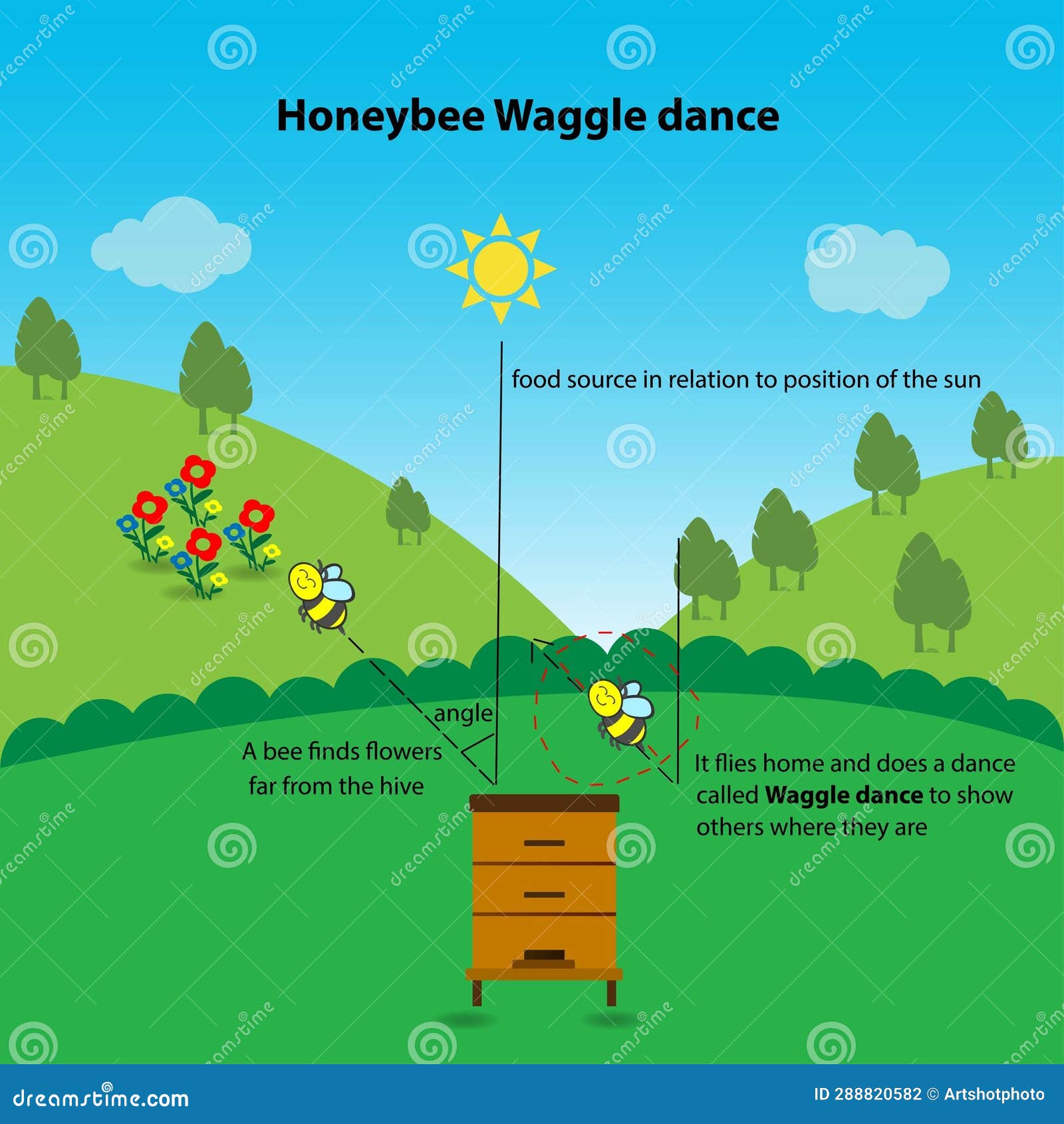 Waggle Dance Of The Honeybee Cartoon Vector | CartoonDealer.com #238935355