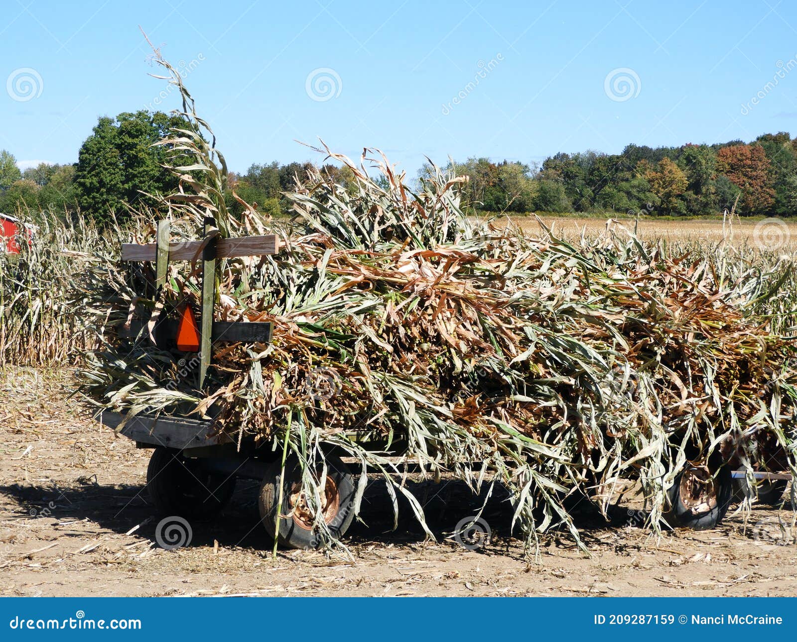 Wagon Piled High with Corn Stalk during Harvest Stock Image - Image of ...